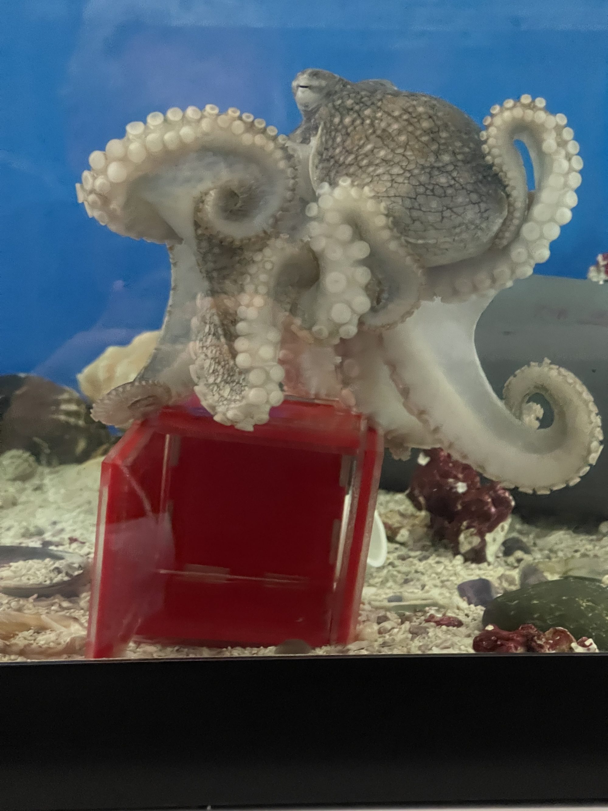 Octopus cognition – Magnasco Lab