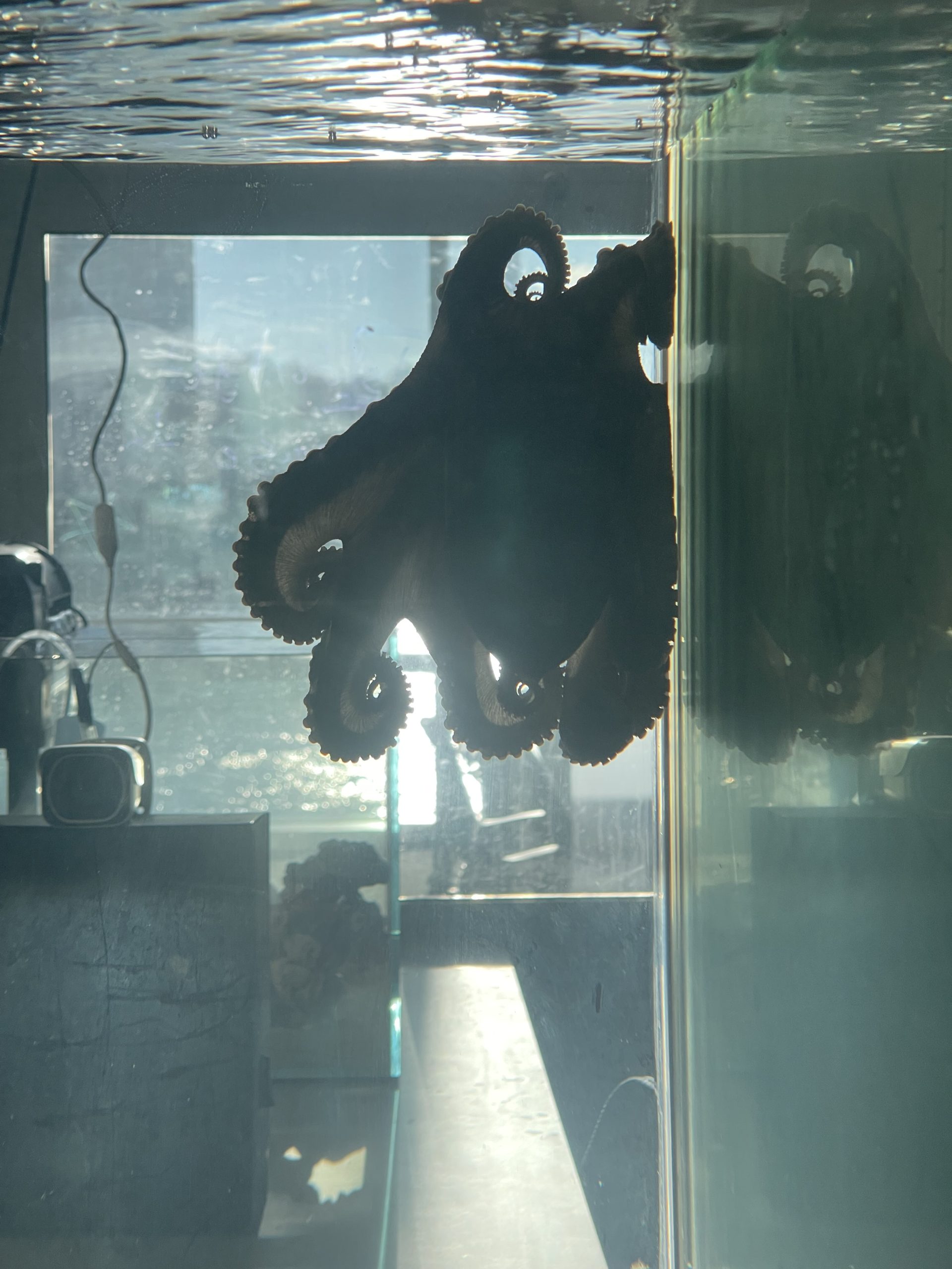 Octopus cognition – Magnasco Lab