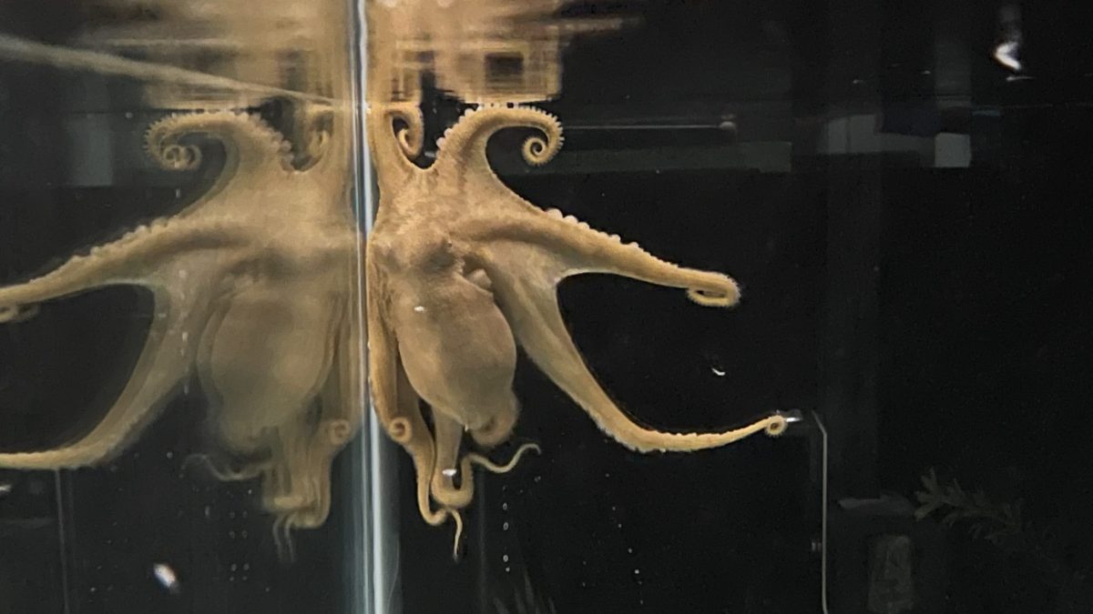Octopus cognition – Magnasco Lab
