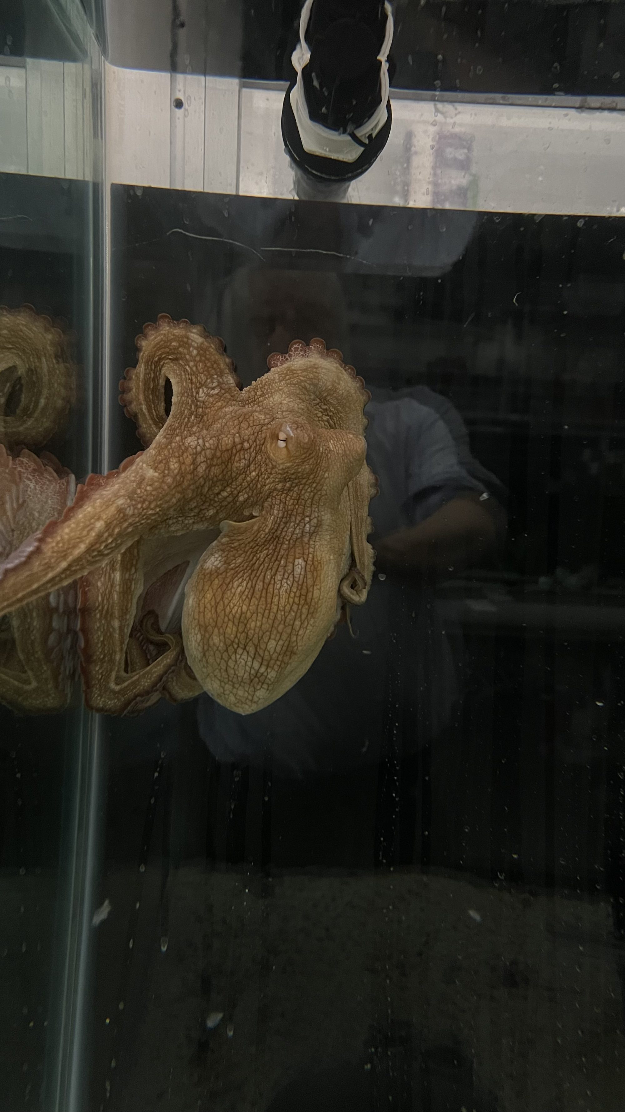 Octopus cognition – Magnasco Lab
